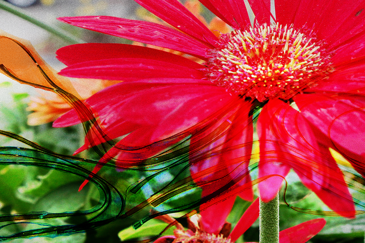 Flowers in Abstract Series - Photography by Carl N Sidle
