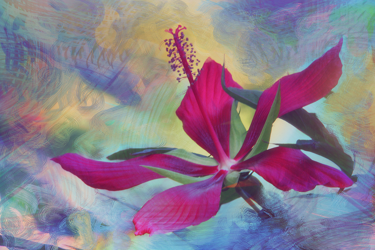 Flowers in Abstract Series - Photography by Carl N Sidle